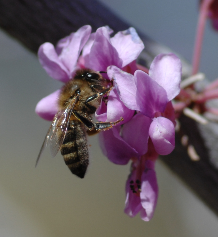 bee2 – Waldrop Lab