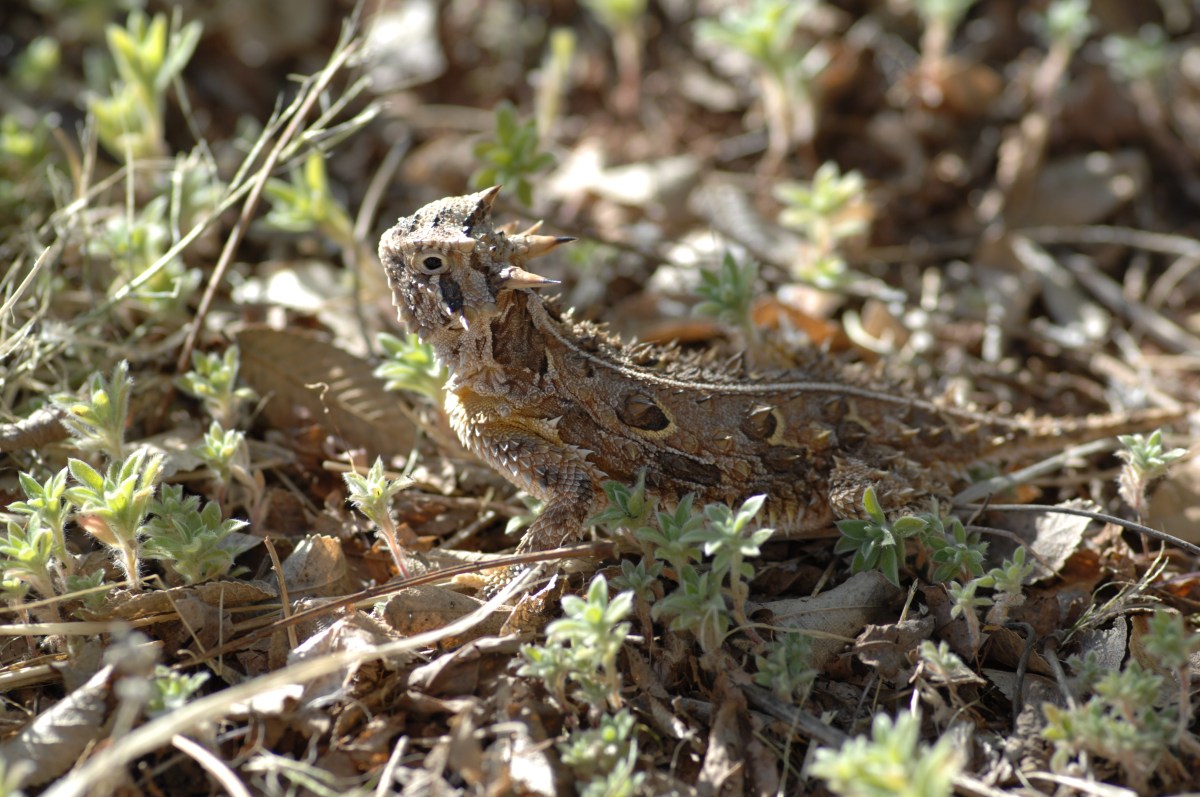 NSF-IOS proposal submitted – Waldrop Lab