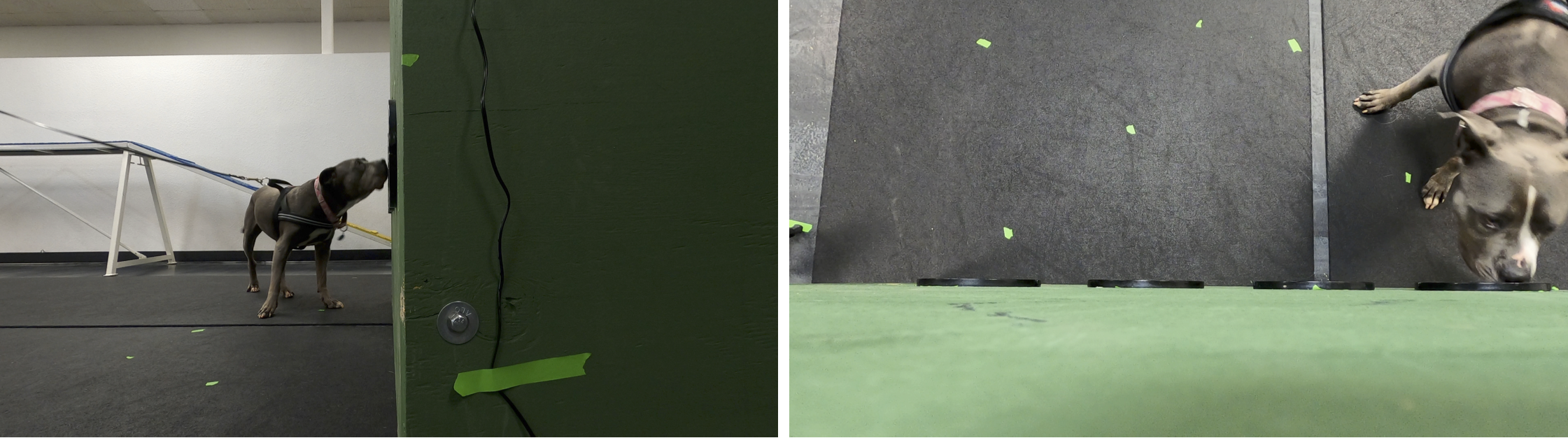 Odor Detection by Domesticated Dogs – Waldrop Lab